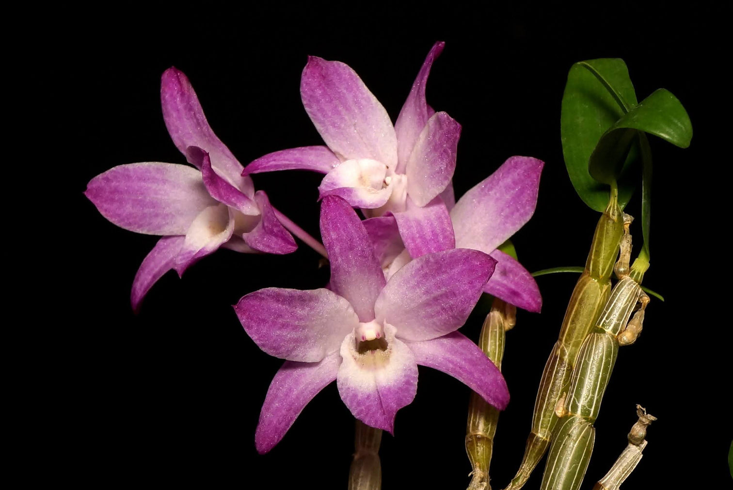Dendrobium – Manu's Orchids