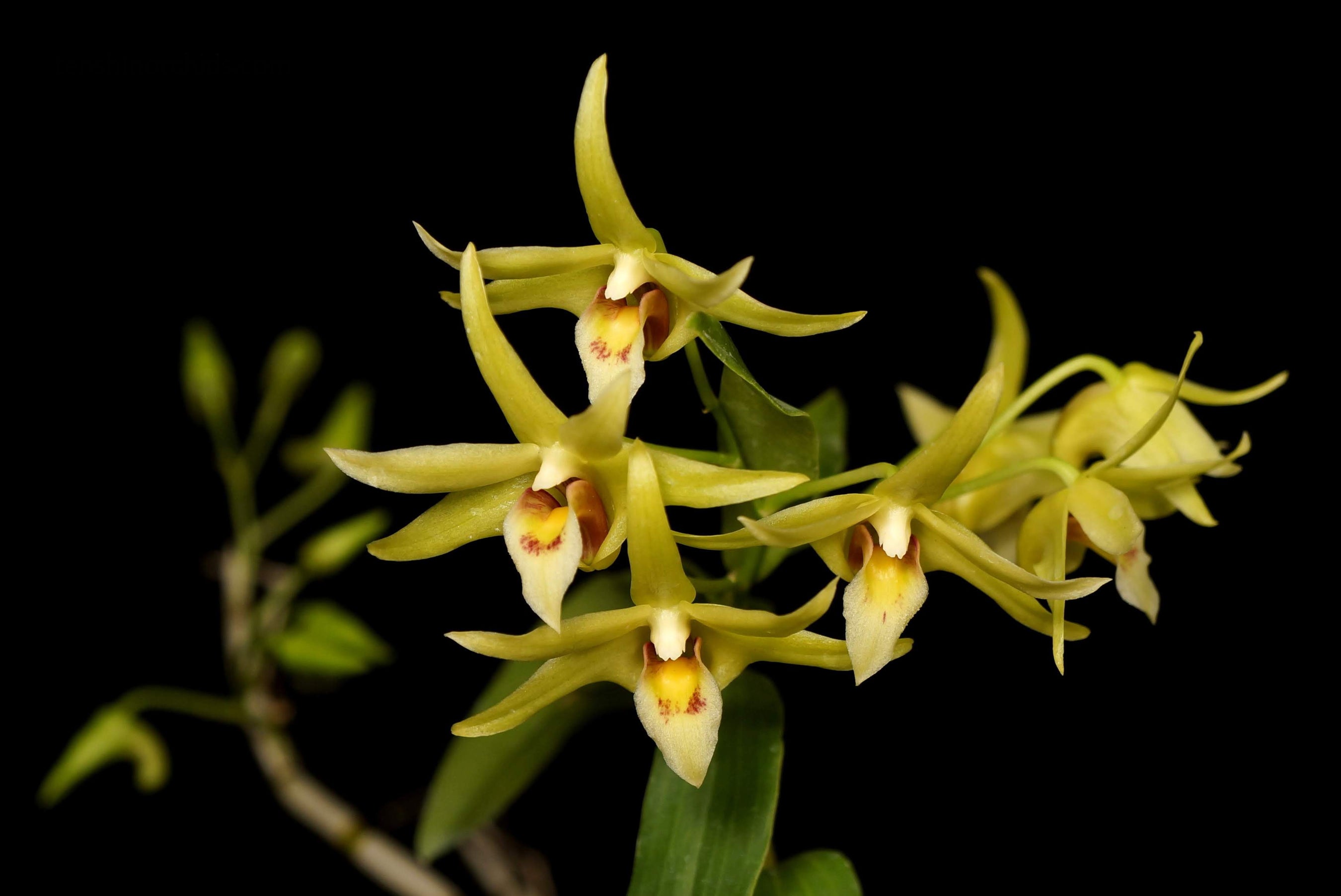 Dendrobium officinale orchid - Dendrobium | Manu's Orchids