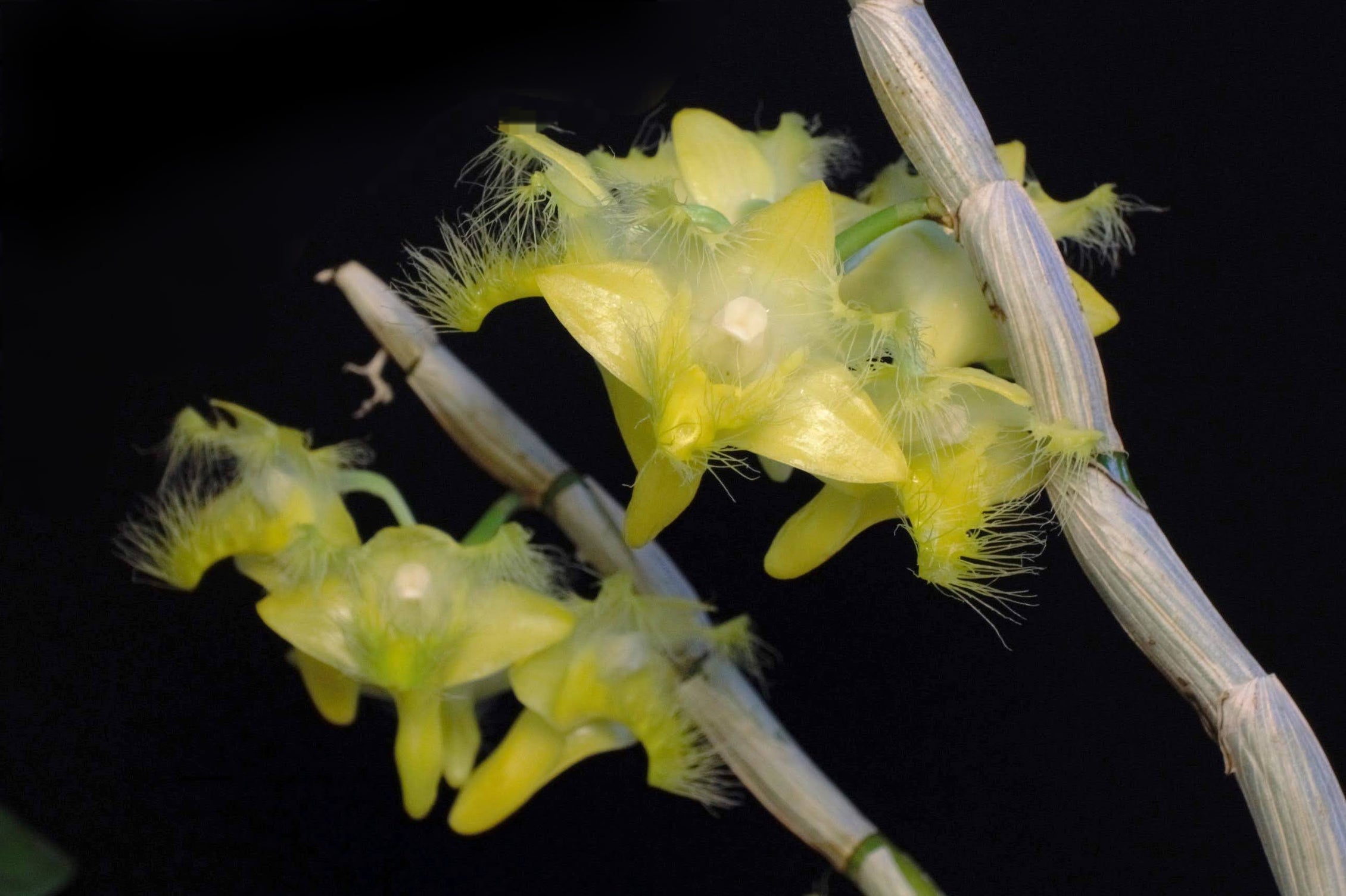 Dendrobium roslii (syn.terengganuensis orchid - Dendrobium | Manu's Orchids