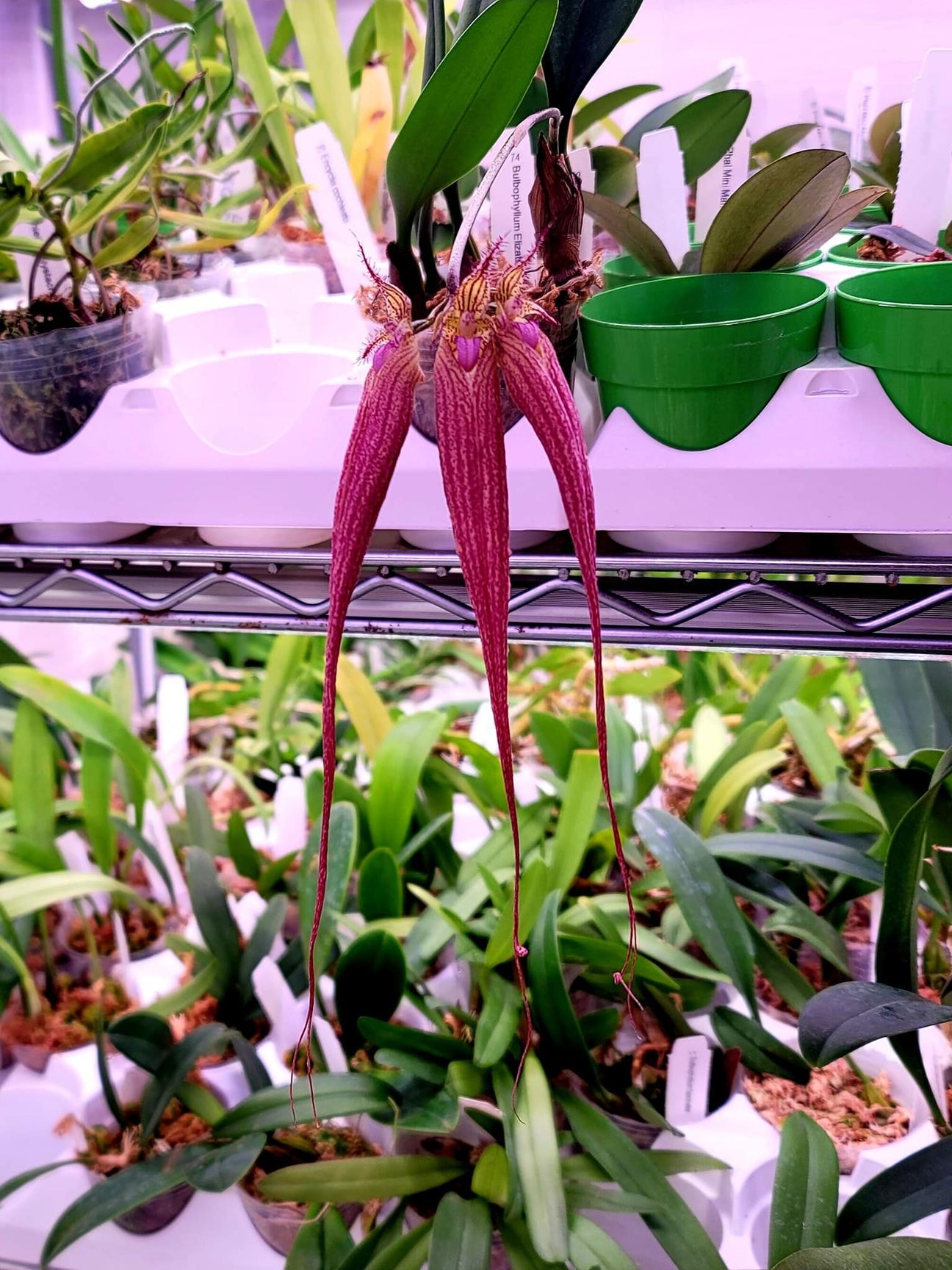 Bulbophyllum Elizabeth Ann Orchid - Bulbophyllum Orchids | Manu's Orchids
