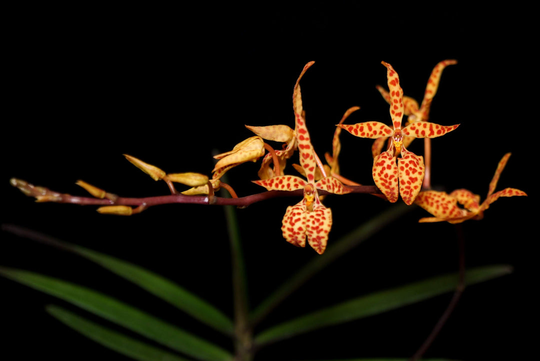Renanthera monachica Orchid - Vandeae Orchids | Manu's Orchids