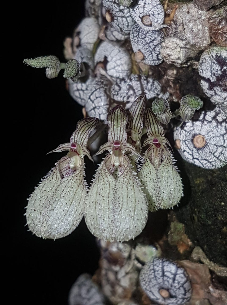 Bulbophyllum – Manu's Orchids